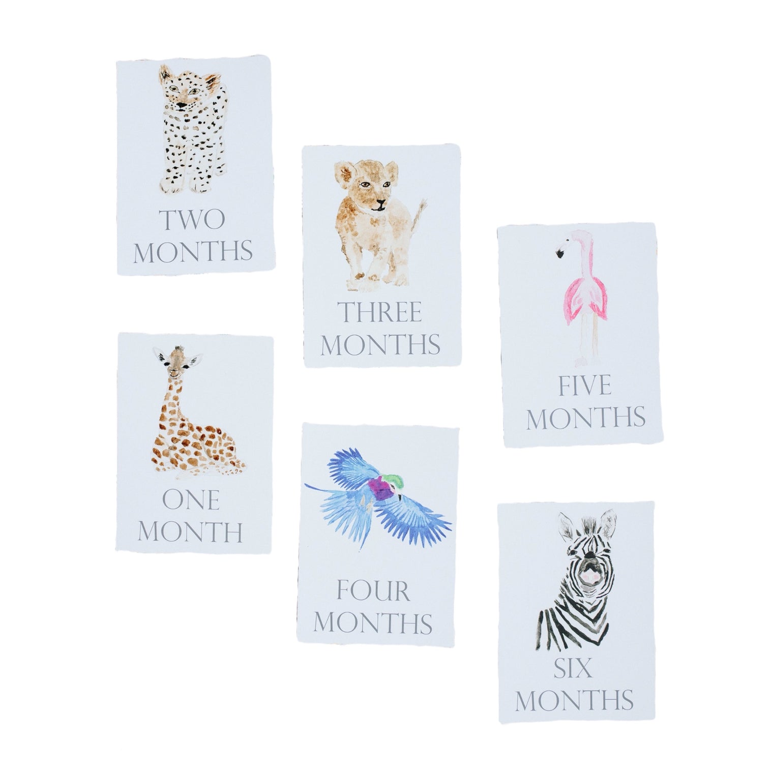 Baby Month Cards – White Elephant Designs